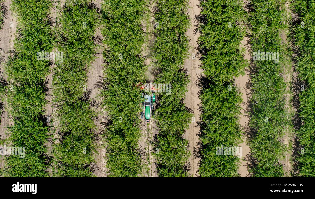 overhead view of tractor working in almond tree orchard rows Stock ...