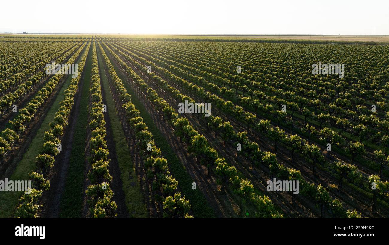 Aerial view of backlit grapevine rows in California at sunset Stock ...