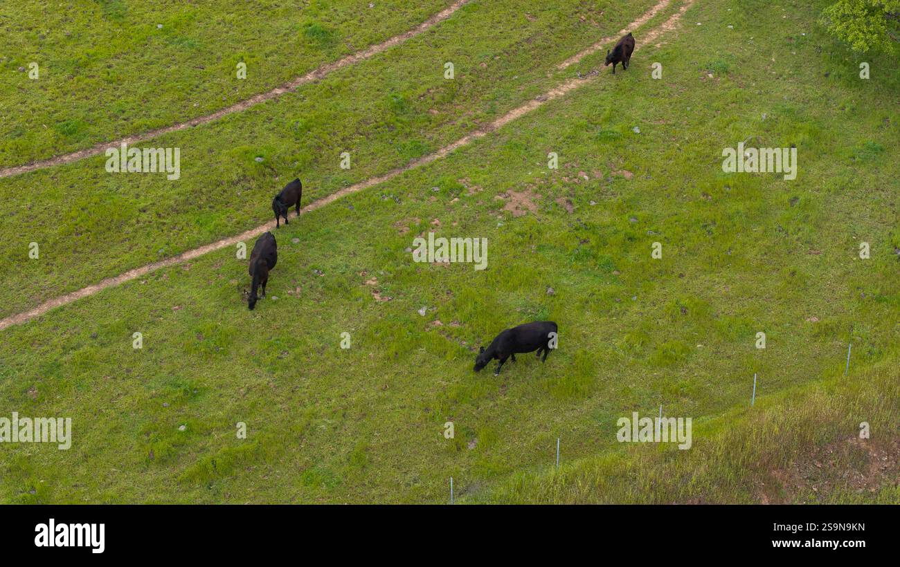 Overhead view of cattle grazing on lush green grasslands California ...