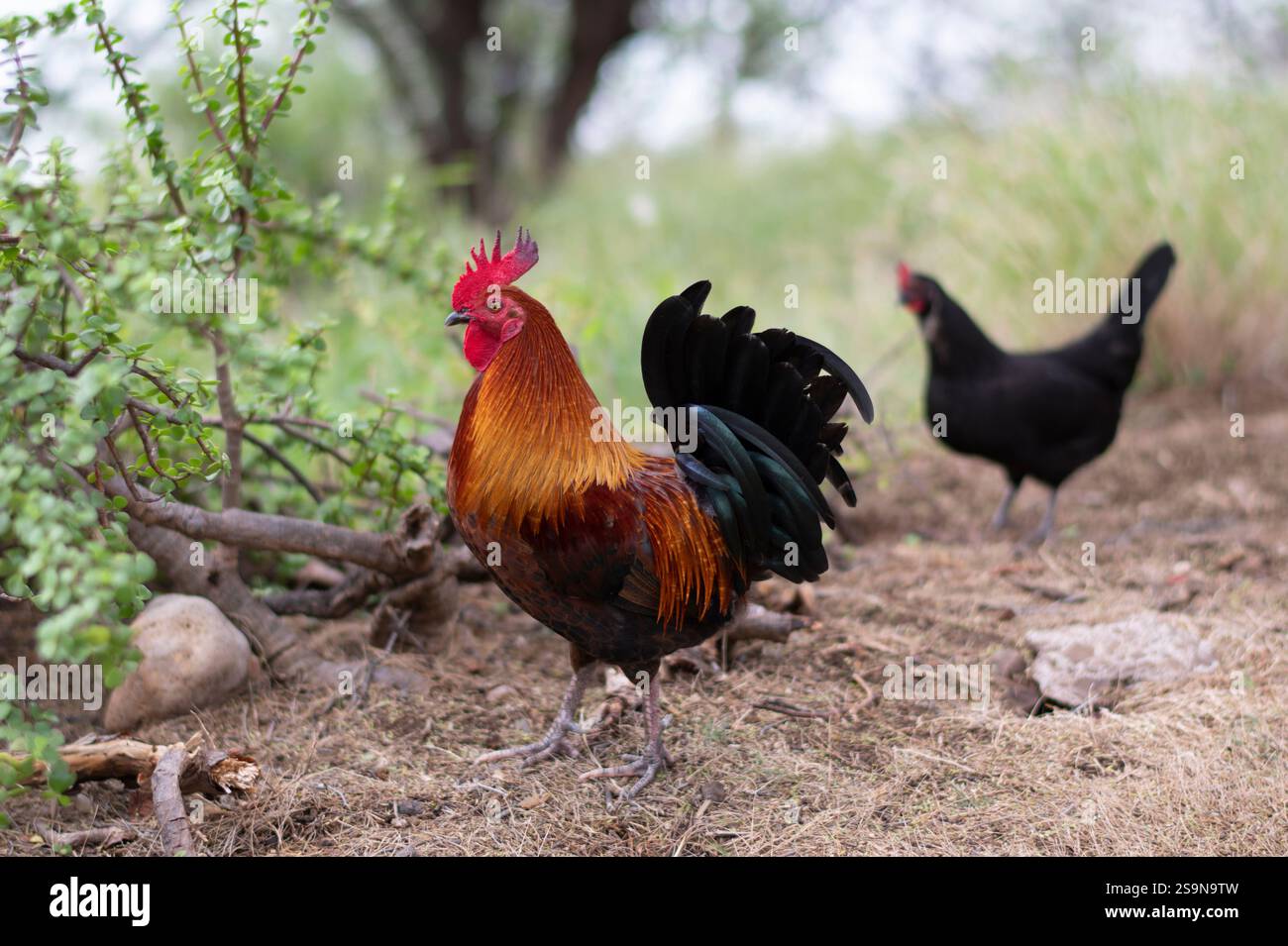 Rooster and black chicken stand in a rustic overgrown area Stock Photo ...