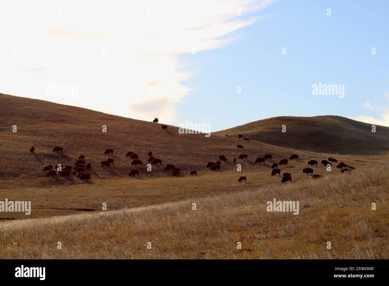 Herd of Bison grazing together Stock Photo - Alamy