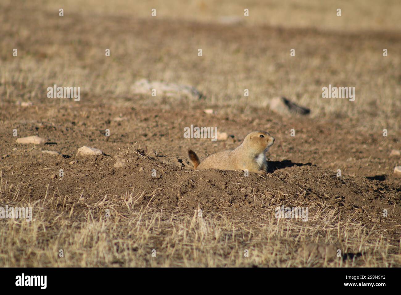 Prairie Dog emerging from his underground burrow Stock Photo - Alamy