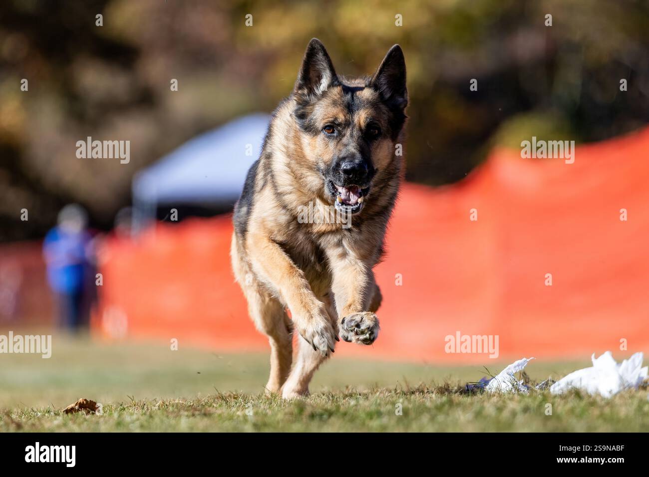 Purebred German Shepherd Running Lure Course Sprint Dog Sport Stock ...