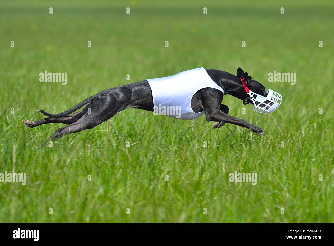 Whippet in white muzzle and blanket running on lure coursing ...