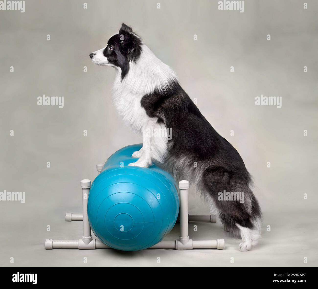 Funny Border collie trainig on a balance peanut ball in the dog fitness ...