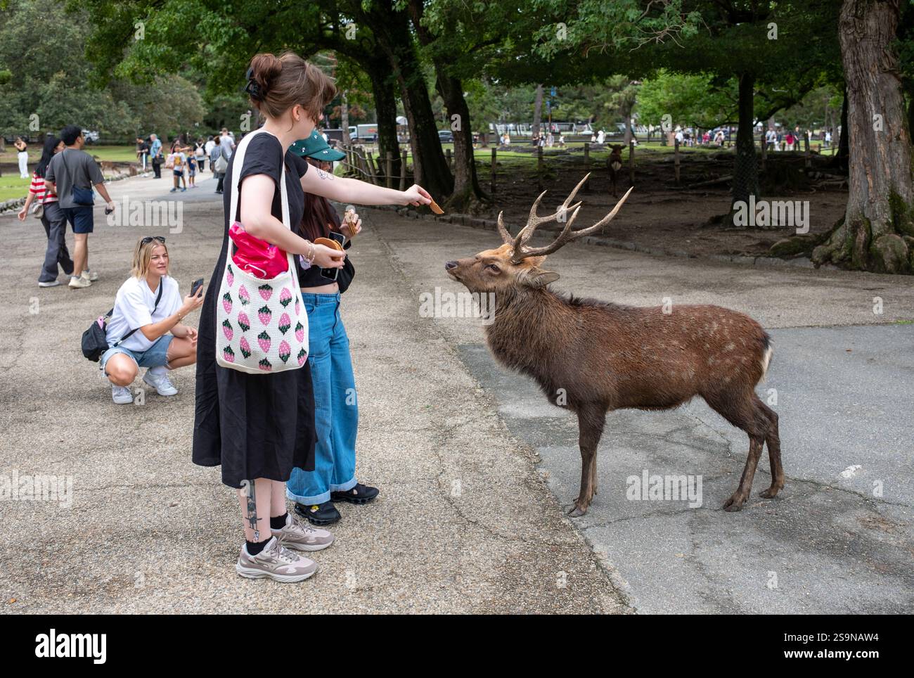 Tourists Feeding the Deer in Nara Park Nara Japan Stock Photo - Alamy