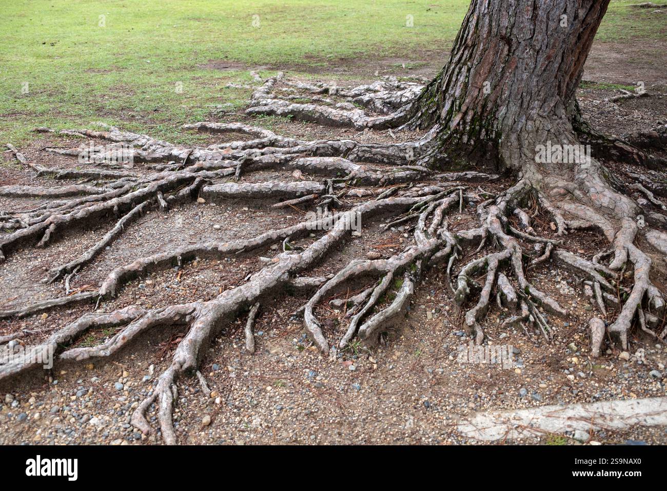 Tree Roots in Nara Park in Nara japan Stock Photo - Alamy