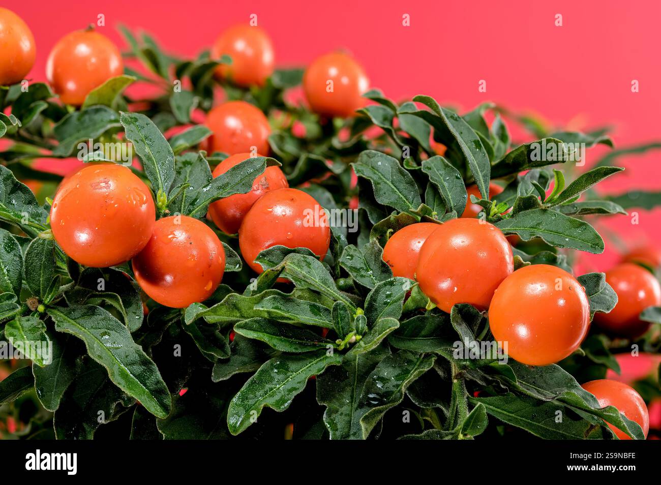 Vibrant Orange Solanum Pseudocapsicum Berries Stock Photo - Alamy