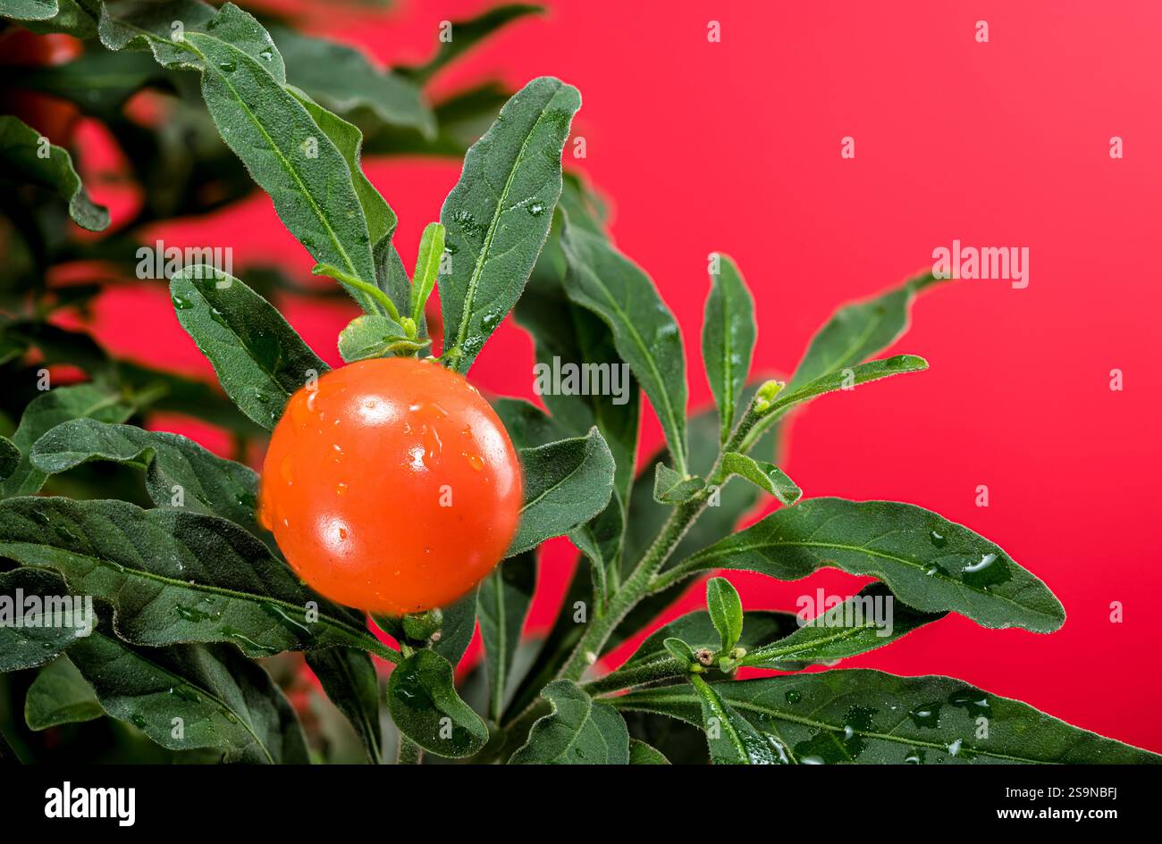 Vibrant Orange Solanum Pseudocapsicum Berries Stock Photo - Alamy