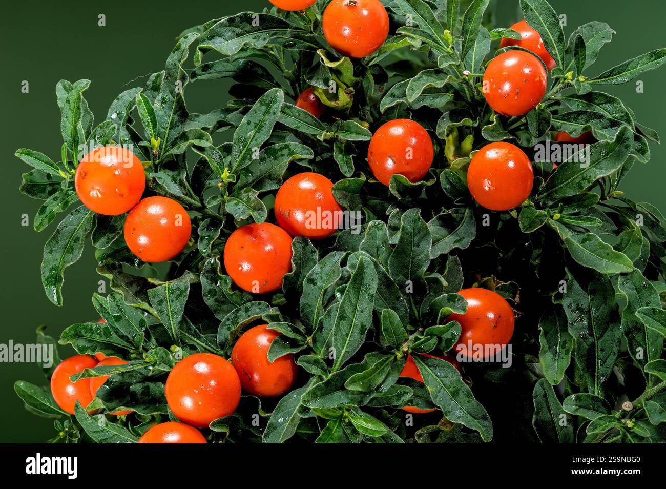 Vibrant Orange Solanum Pseudocapsicum Berries Stock Photo - Alamy