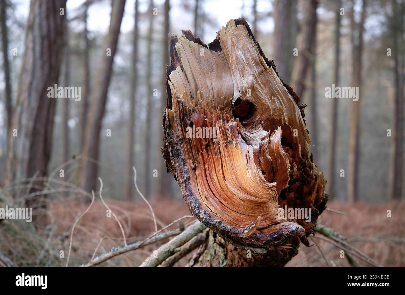 Branch setting hi-res stock photography and images - Alamy