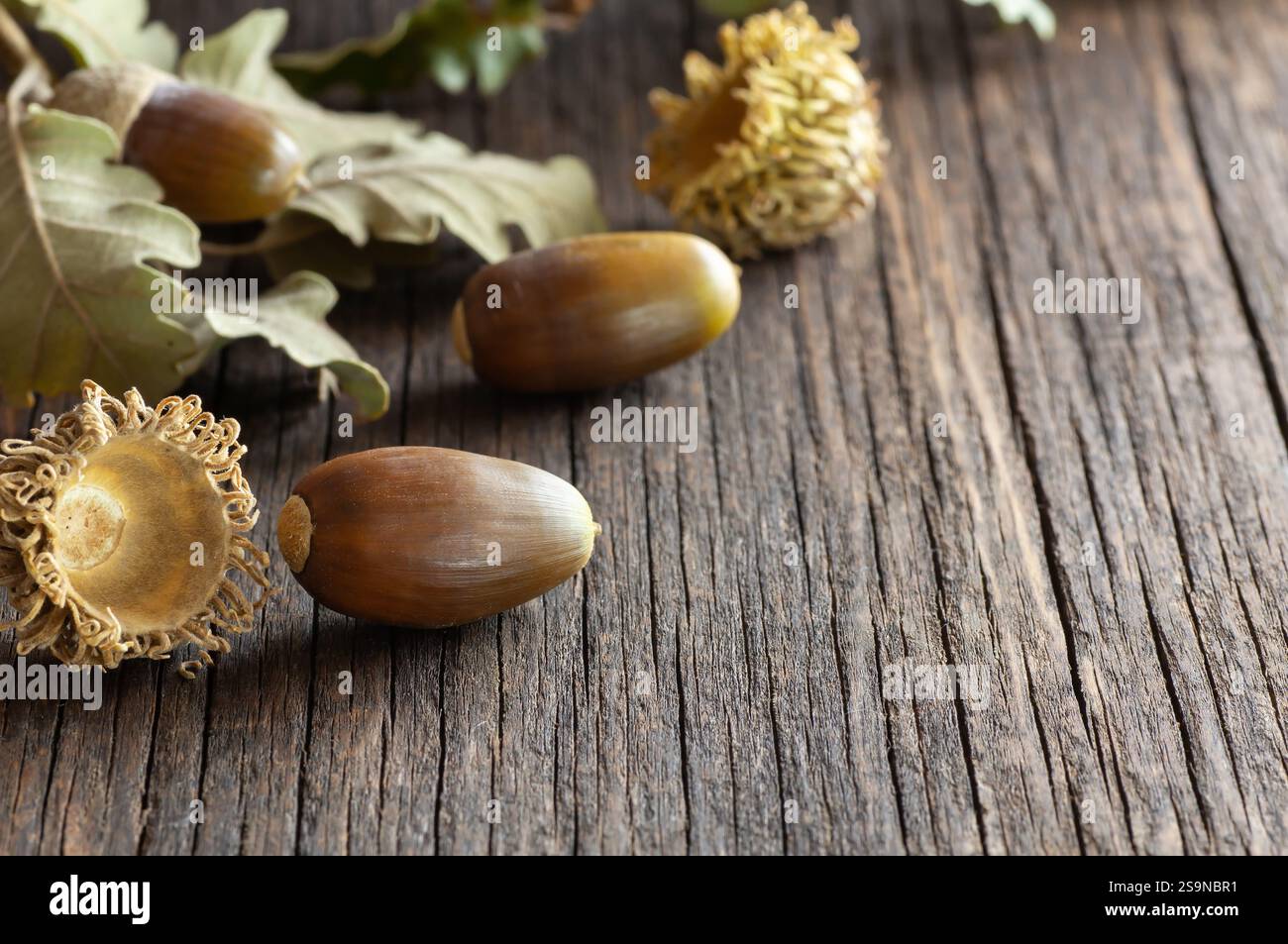 Acorns on wooden table, studio shot ripe oak fruit with branch ...
