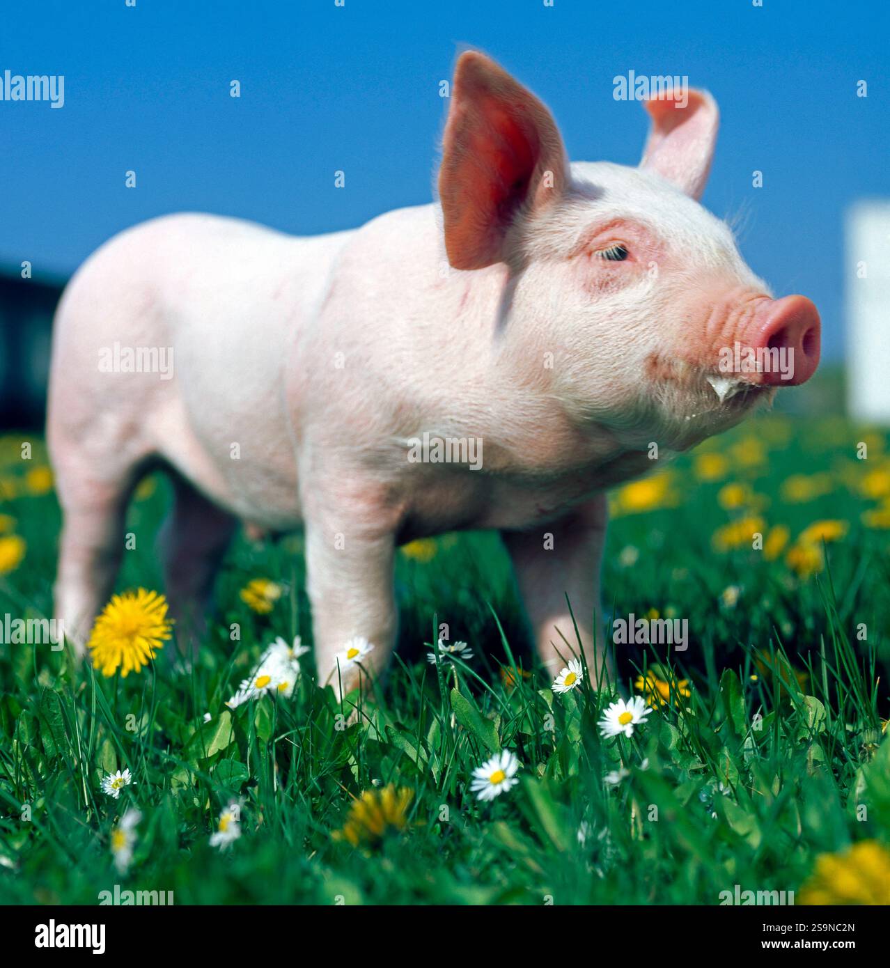 Junges Landschwein, auch Ferkel, freilaufend auf Wiese im Bauernhof ...