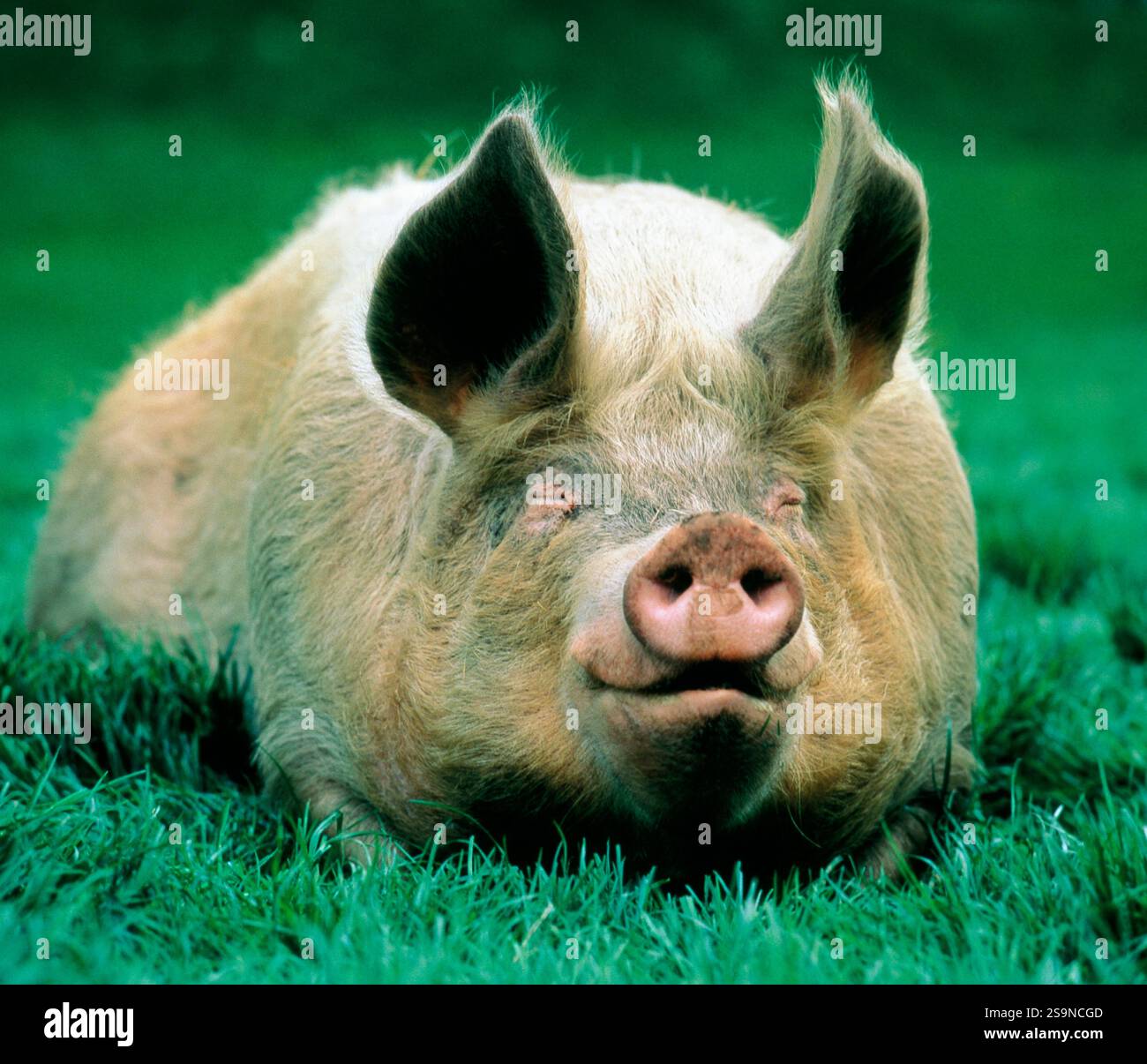 Deutsches Landschwein genießt den Freilauf auf gruener Wiese vor einem ...
