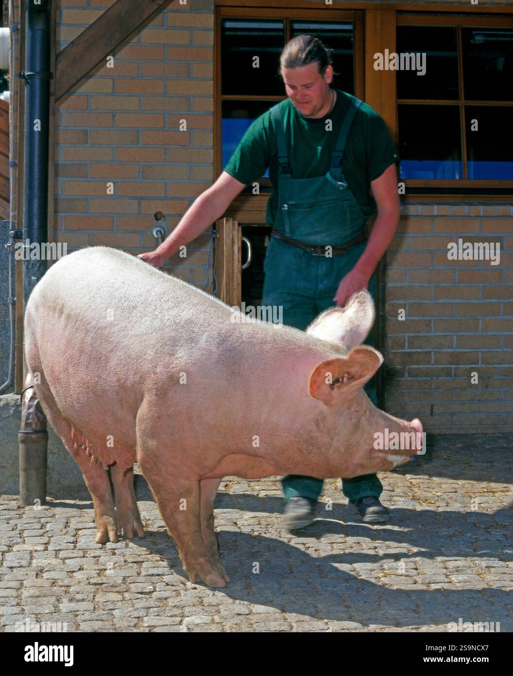 Landwirt pflegt ein Landscchwein der Edelrasse Dallant auf einem Hof ...