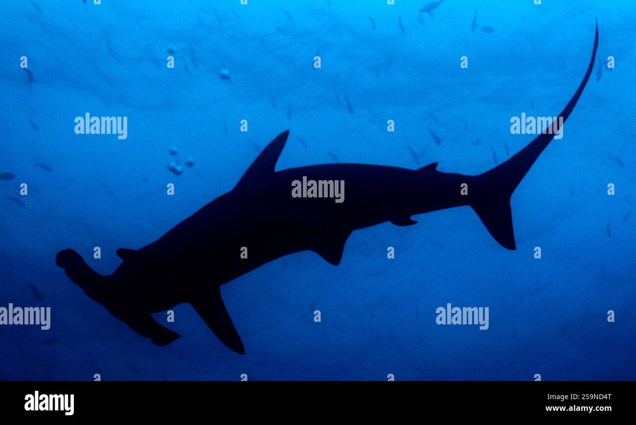 Scalloped Hammerhead Silouette, Spyrna lewini, Darwin and Wolf Islands ...