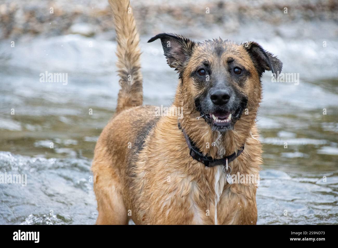 Dog standing in shallow water with water dripping from face Stock Photo ...