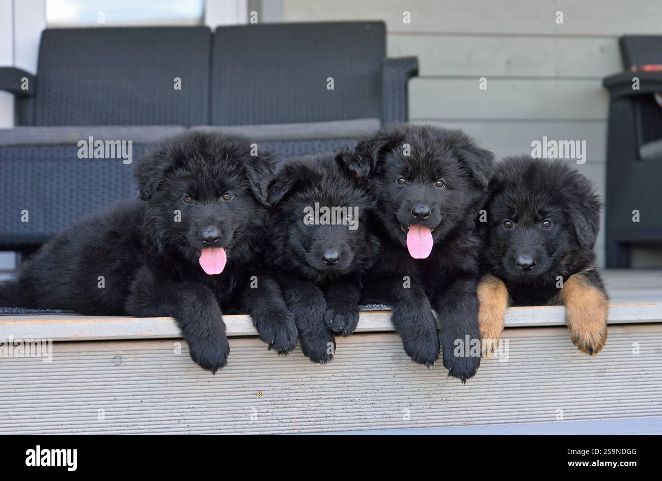 Group of four German shepherd puppies resting on the steps of the house ...