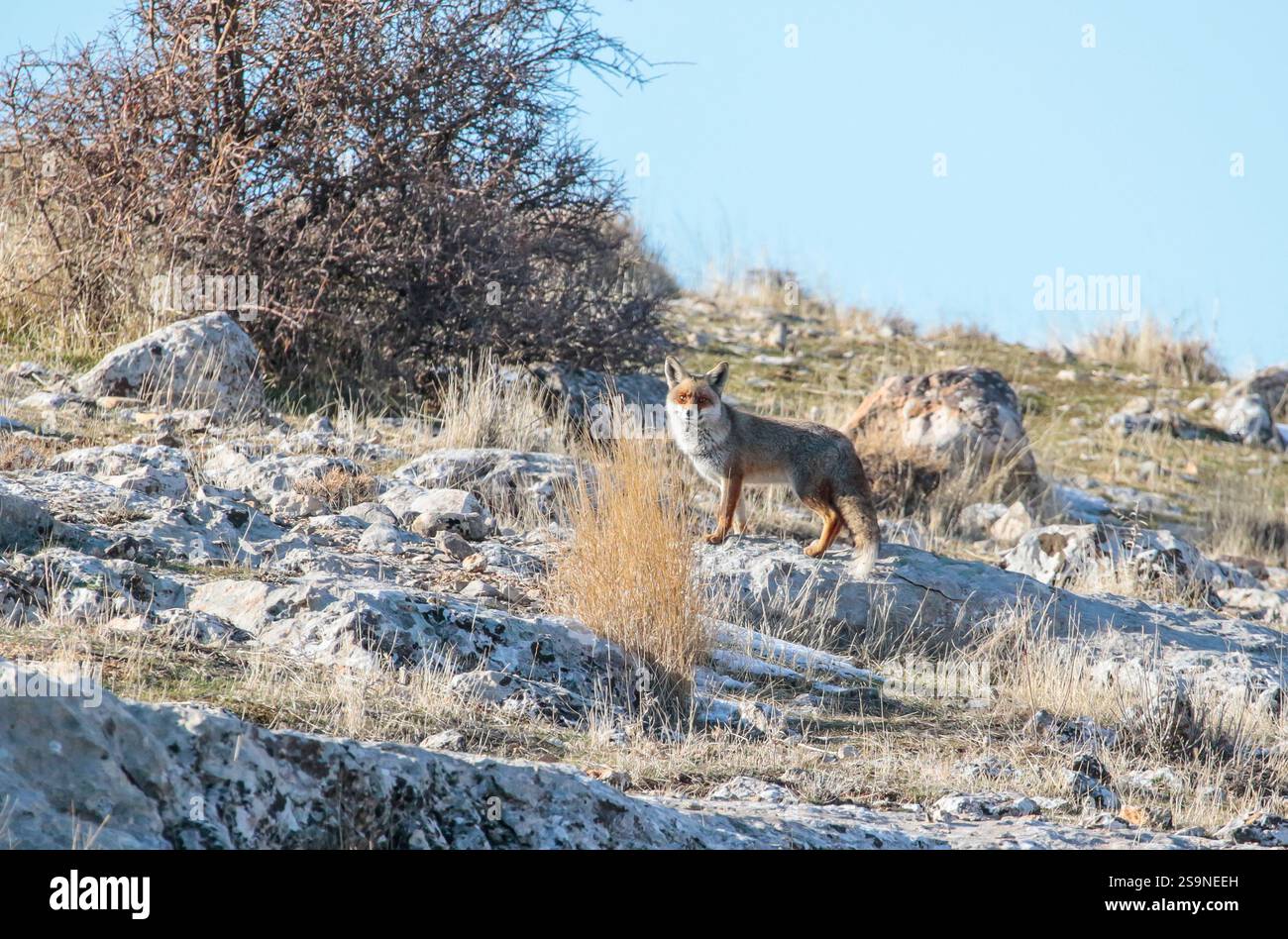 Red Foxes (Vulpes vulpes) are a wild species that live in all ...