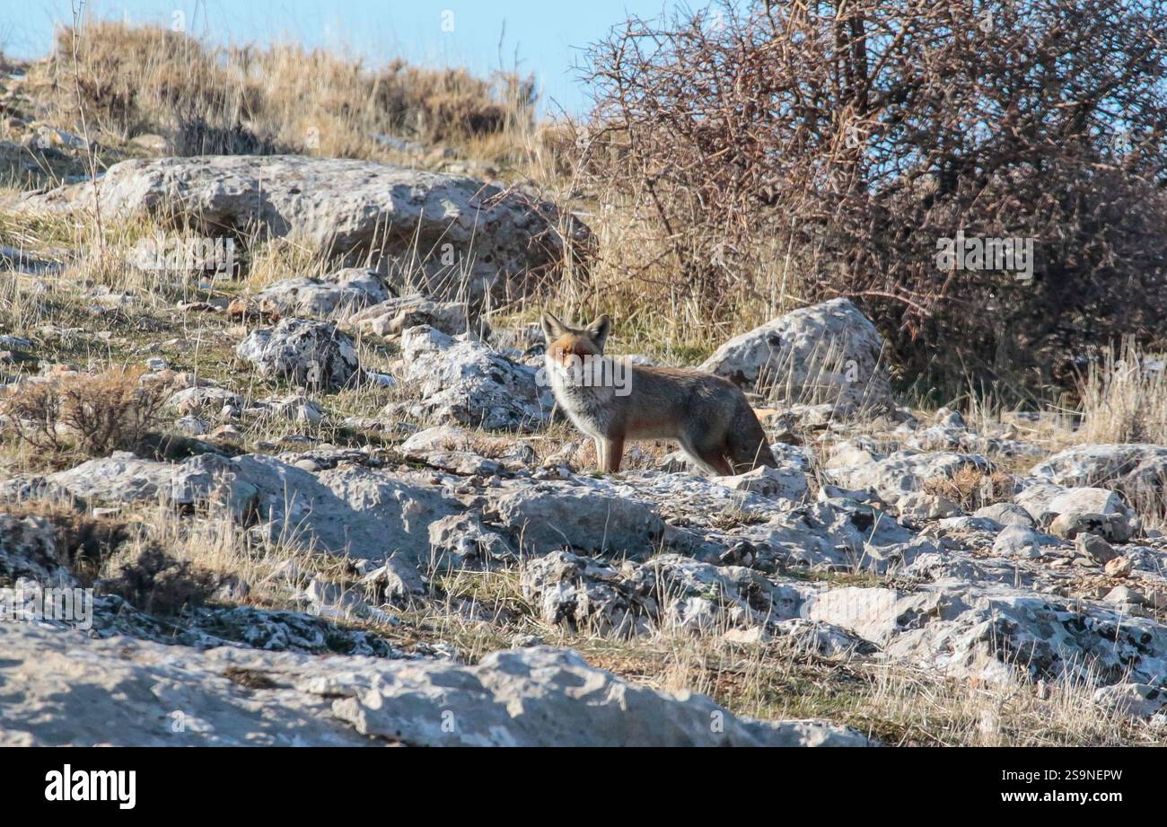 Red Foxes (Vulpes vulpes) are a wild species that live in all ...
