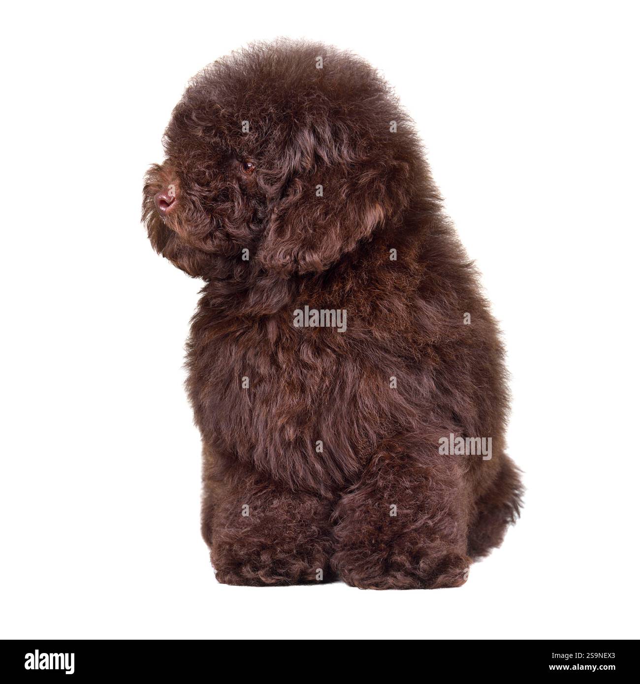Chocolate three months toy poodle puppy sits on a white background ...
