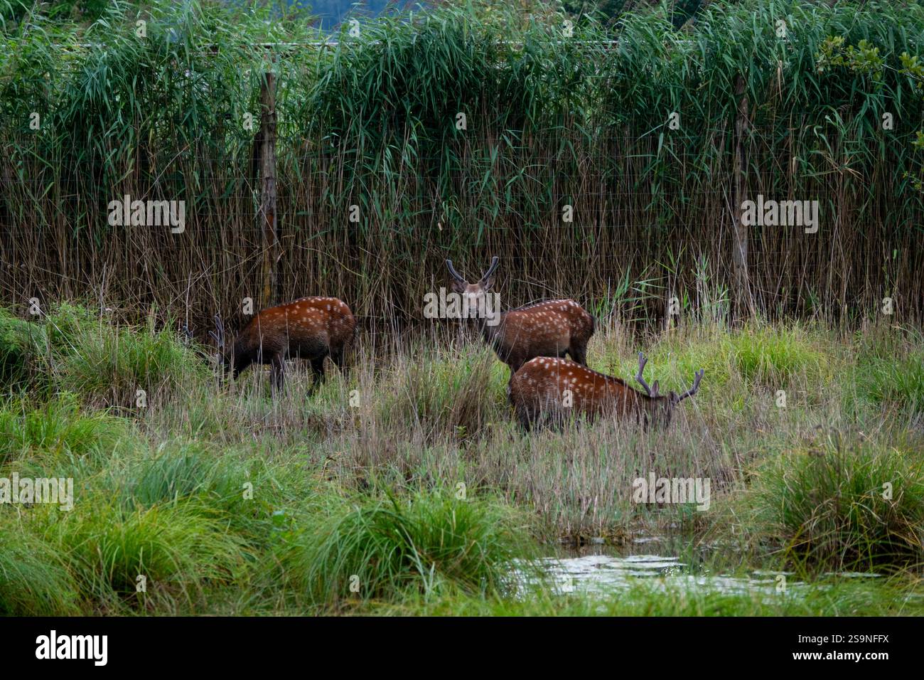 deer near the water in vejle nature park denmark Stock Photo - Alamy