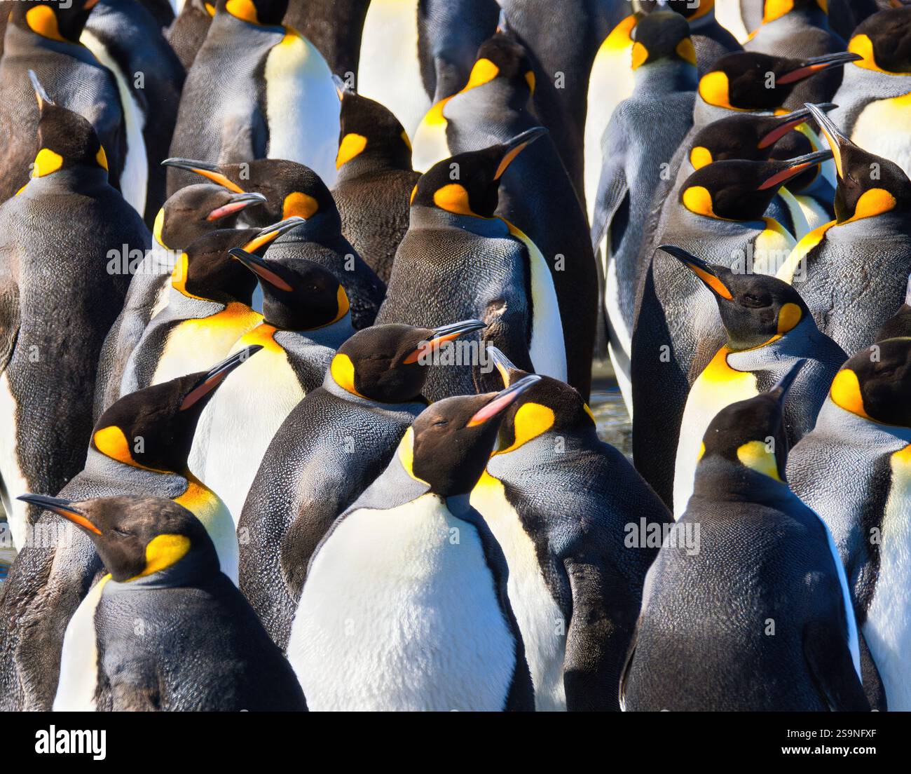 A cluster of king penguins creating an abstract of shapes and colour ...