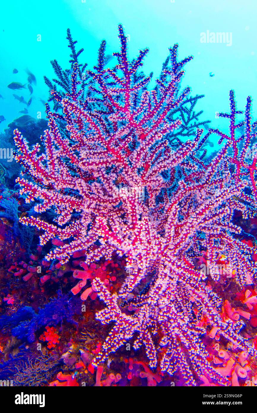 Multi-branched Coral Trees, Soft Coral, Reef Building Corals, Coral ...