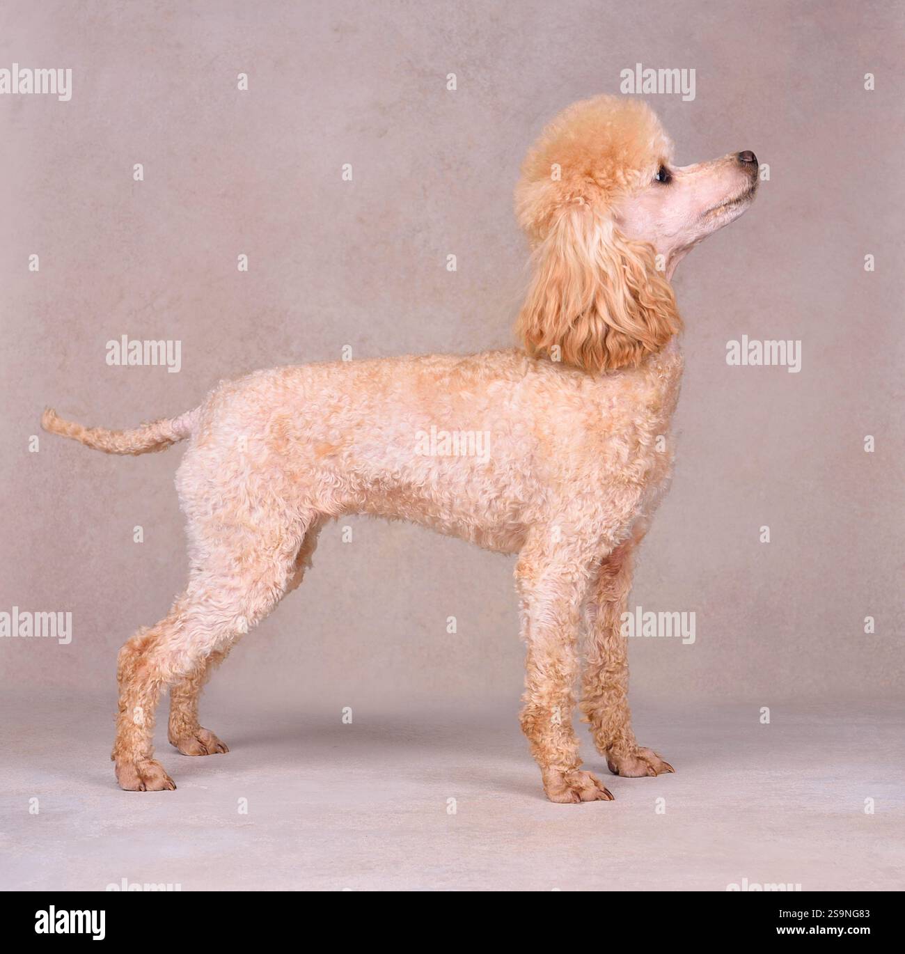 Miniature apricot poodle standing on a beige background Stock Photo - Alamy