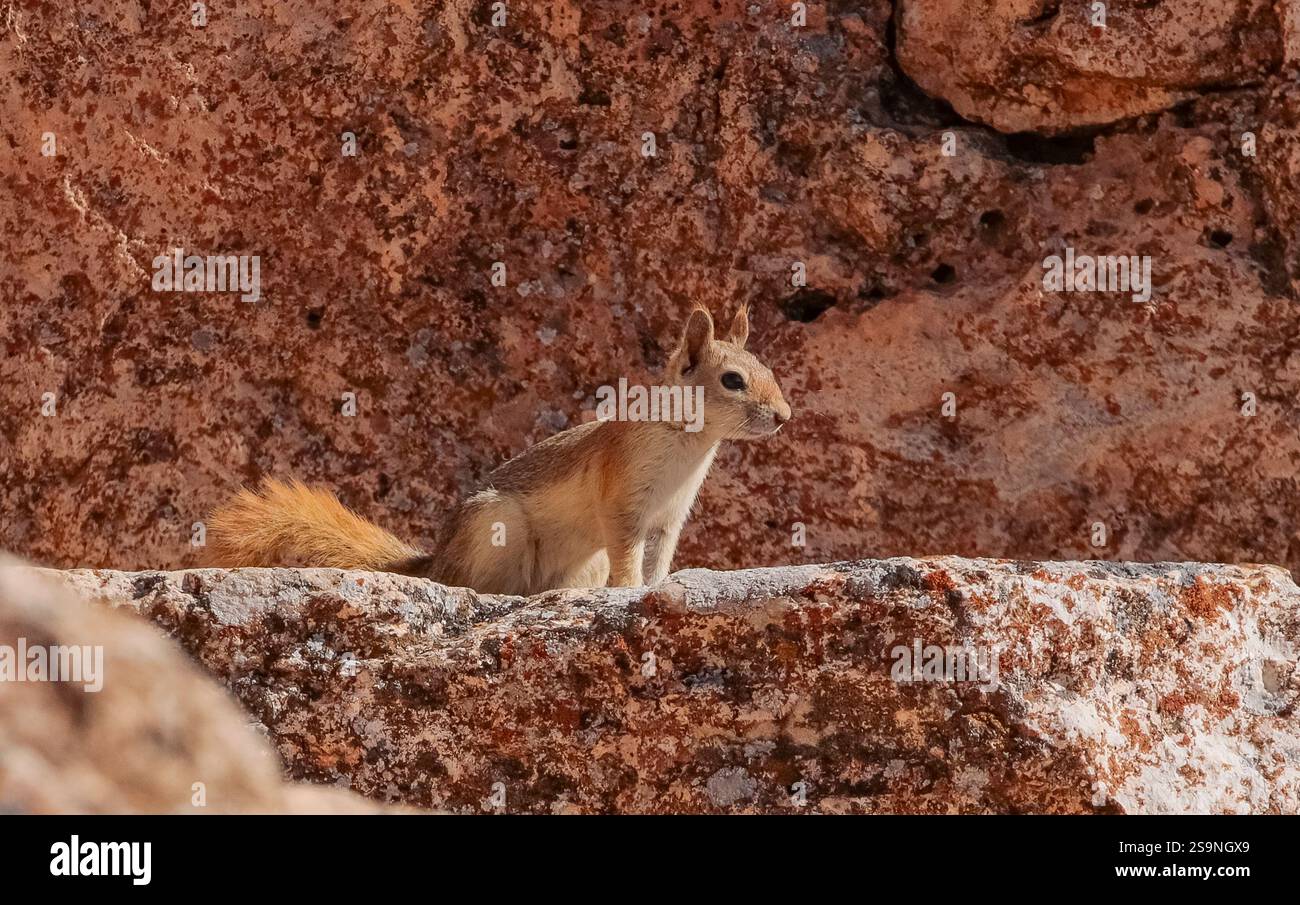 Many squirrels (Sciurus anomalus) live in Zerzevan Castle, known as the ...