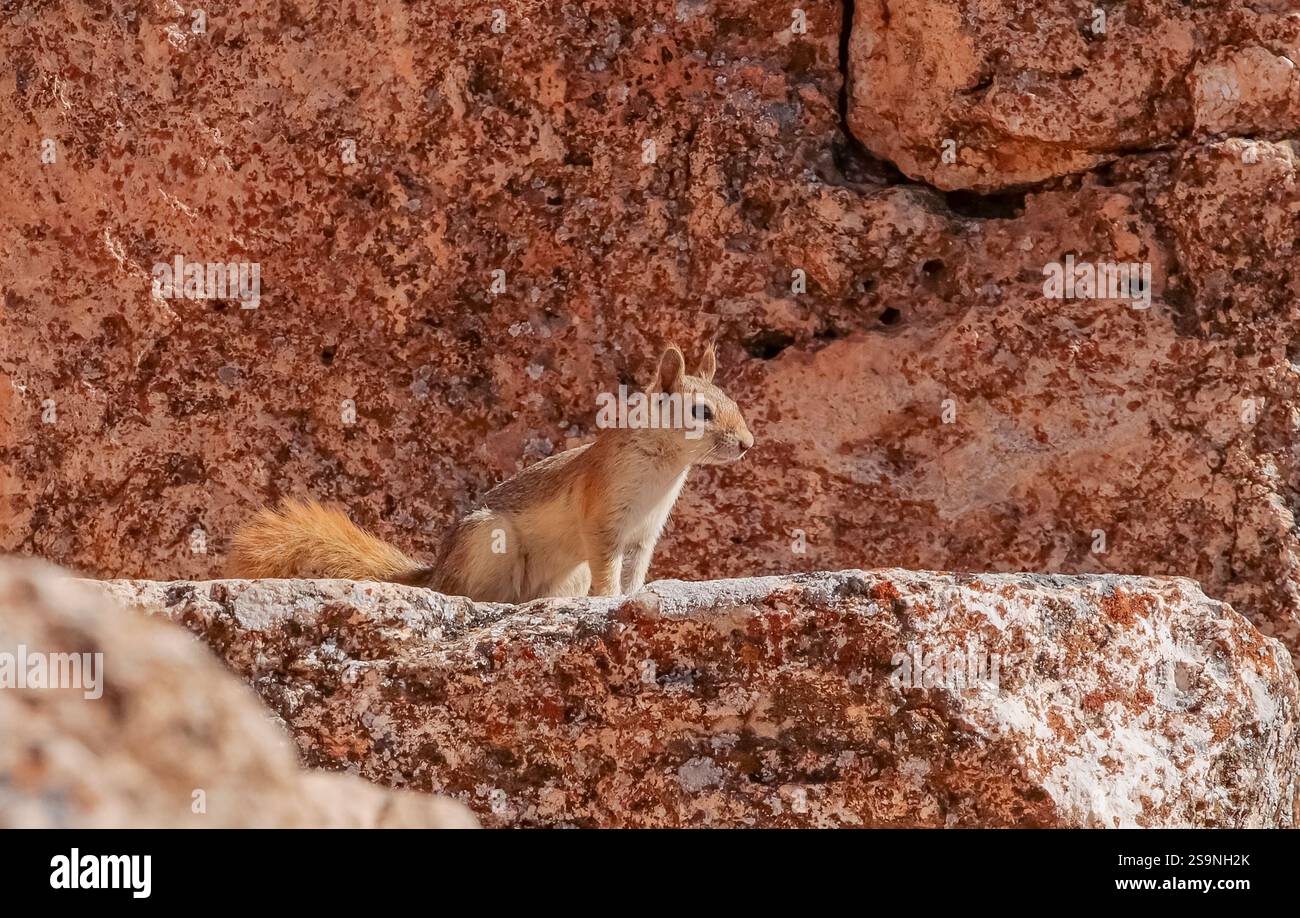 Many squirrels (Sciurus anomalus) live in Zerzevan Castle, known as the ...