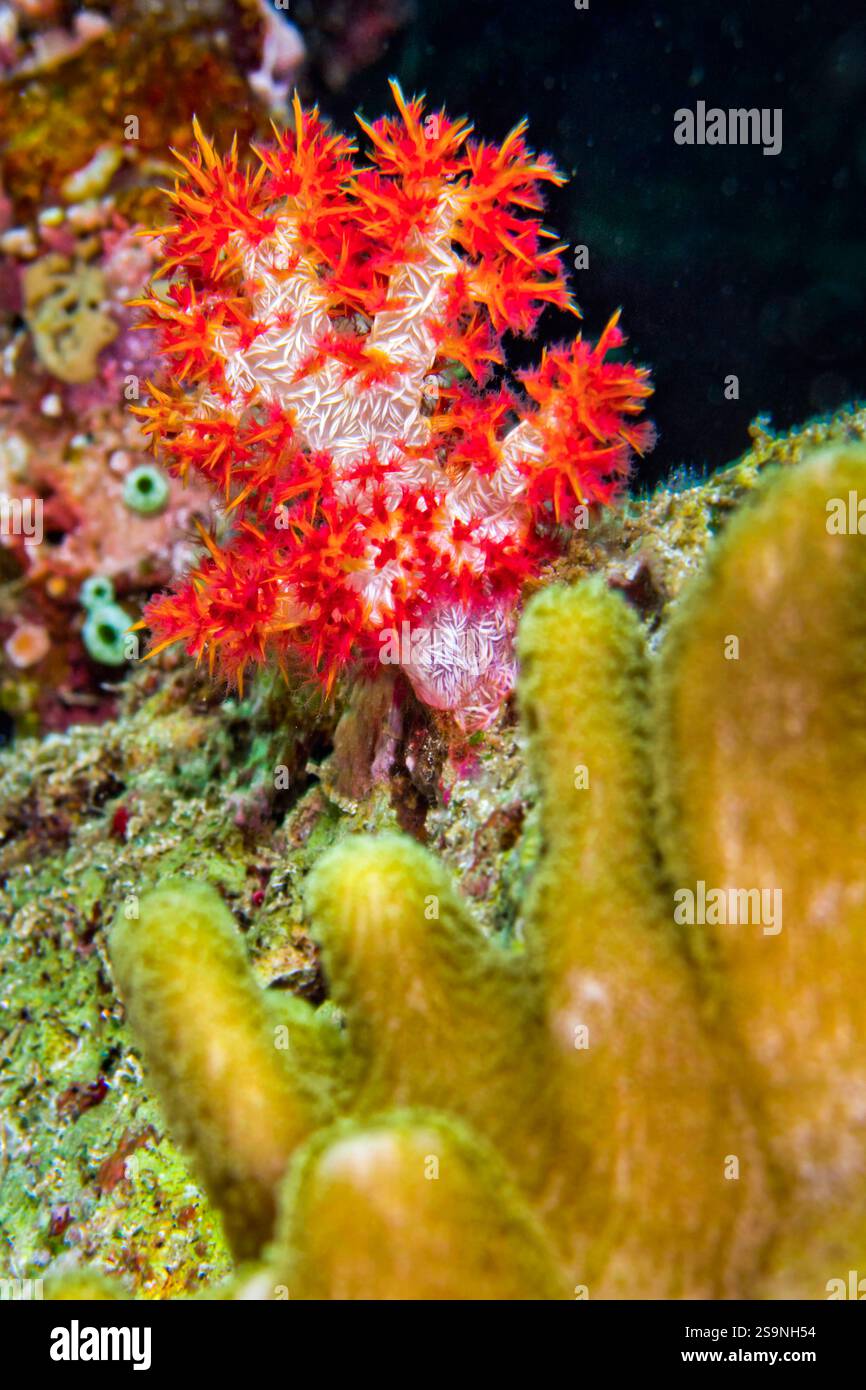 Multi-branched Coral Trees, Soft Coral, Reef Building Corals, Coral ...