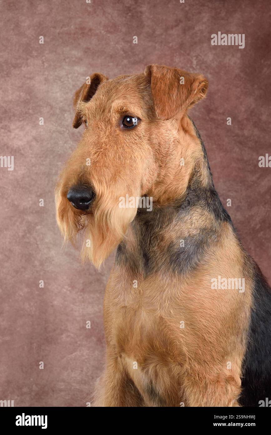 Nice Airedale Terrier sitting and looking side on a color background ...