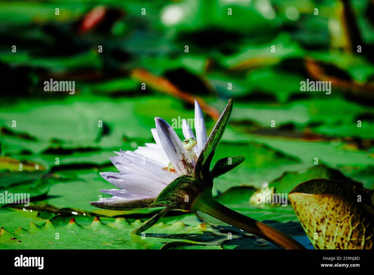Cute little frogs sitting on lilypads in pond, bright green colours ...