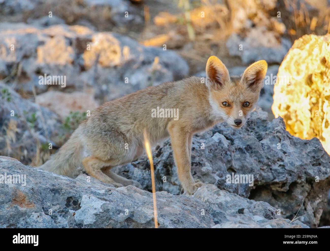 Red Foxes (Vulpes vulpes) are a wild species that live in all ...