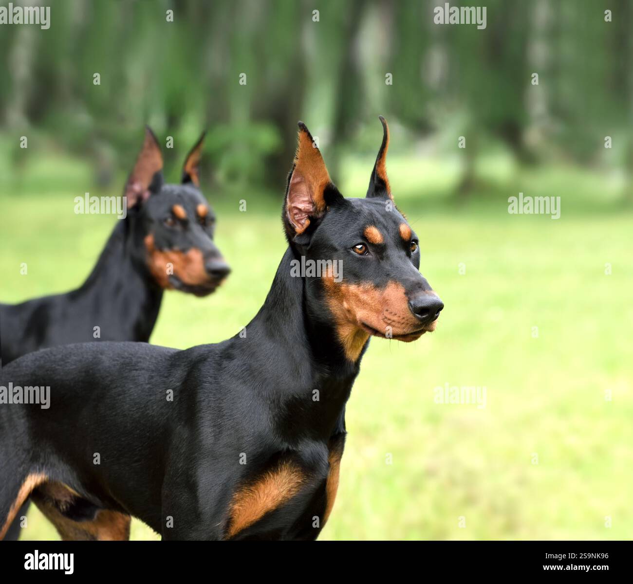 Two beautiful tan-and-black German Pinschers with cropped ears on a ...