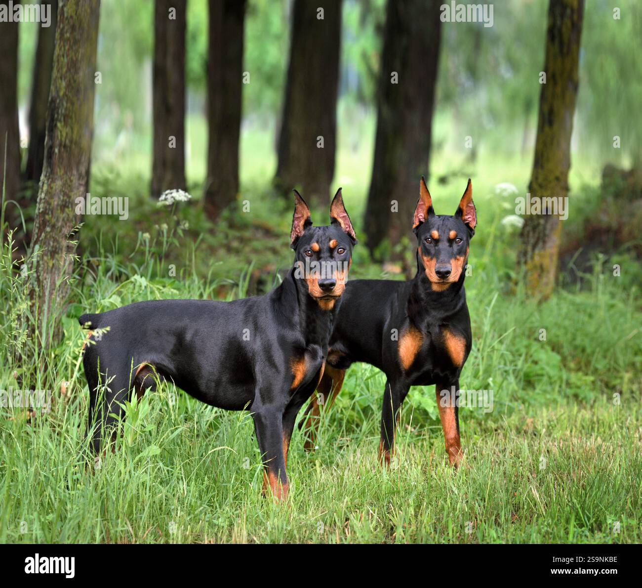 Two beautiful tan-and-black German Pinschers with cropped tail and ears ...