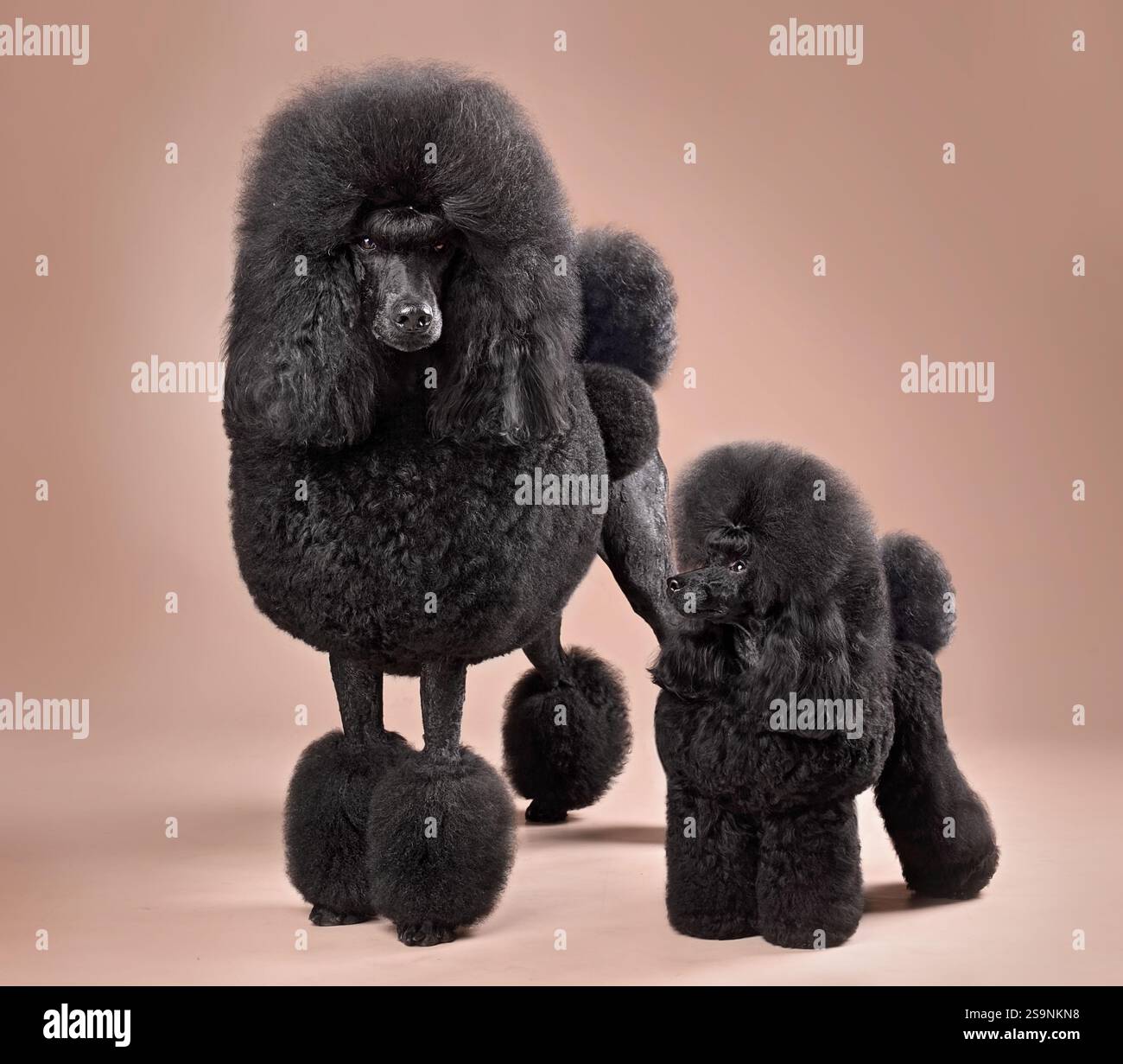 Funny big and toy black poodles standing on a color background Stock ...