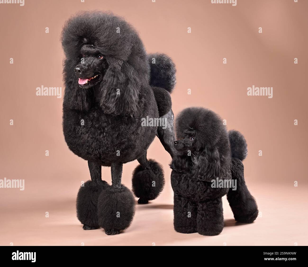 Funny big and toy black poodles standing on a color background Stock ...