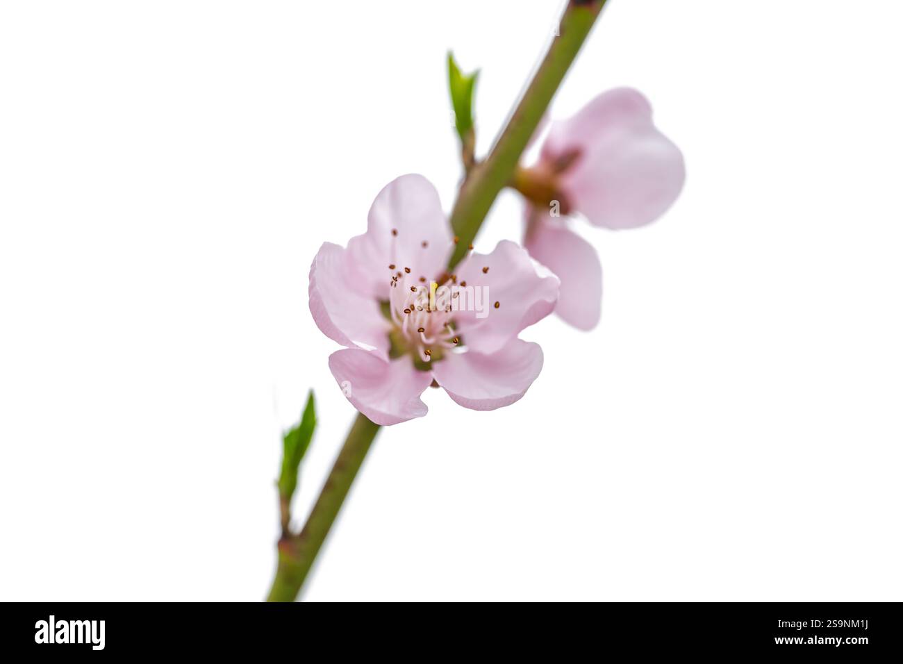 Pink sakura blooming in Cut Out Stock Images & Pictures - Alamy