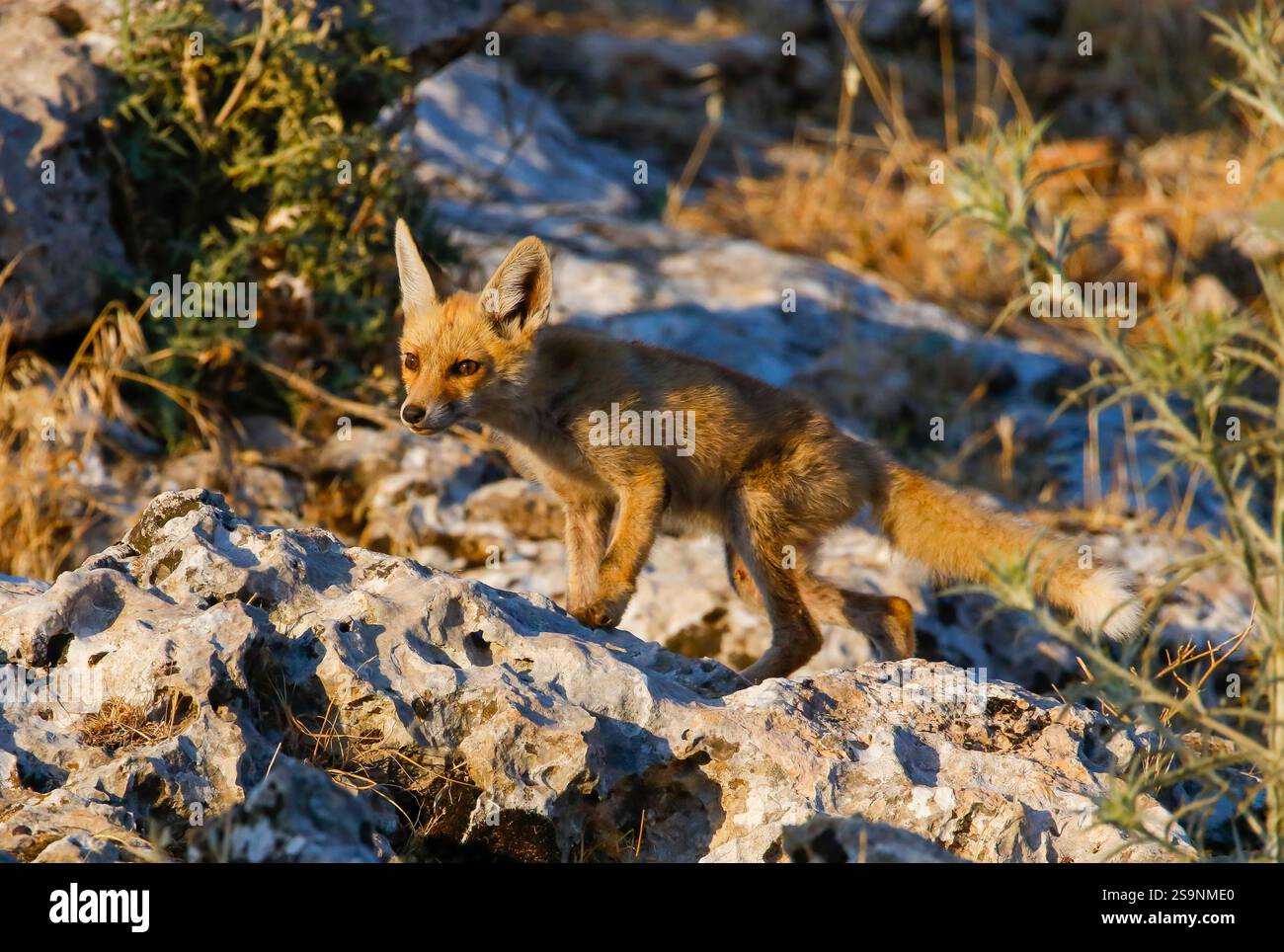 Red Foxes (Vulpes vulpes) are a wild species that live in all ...