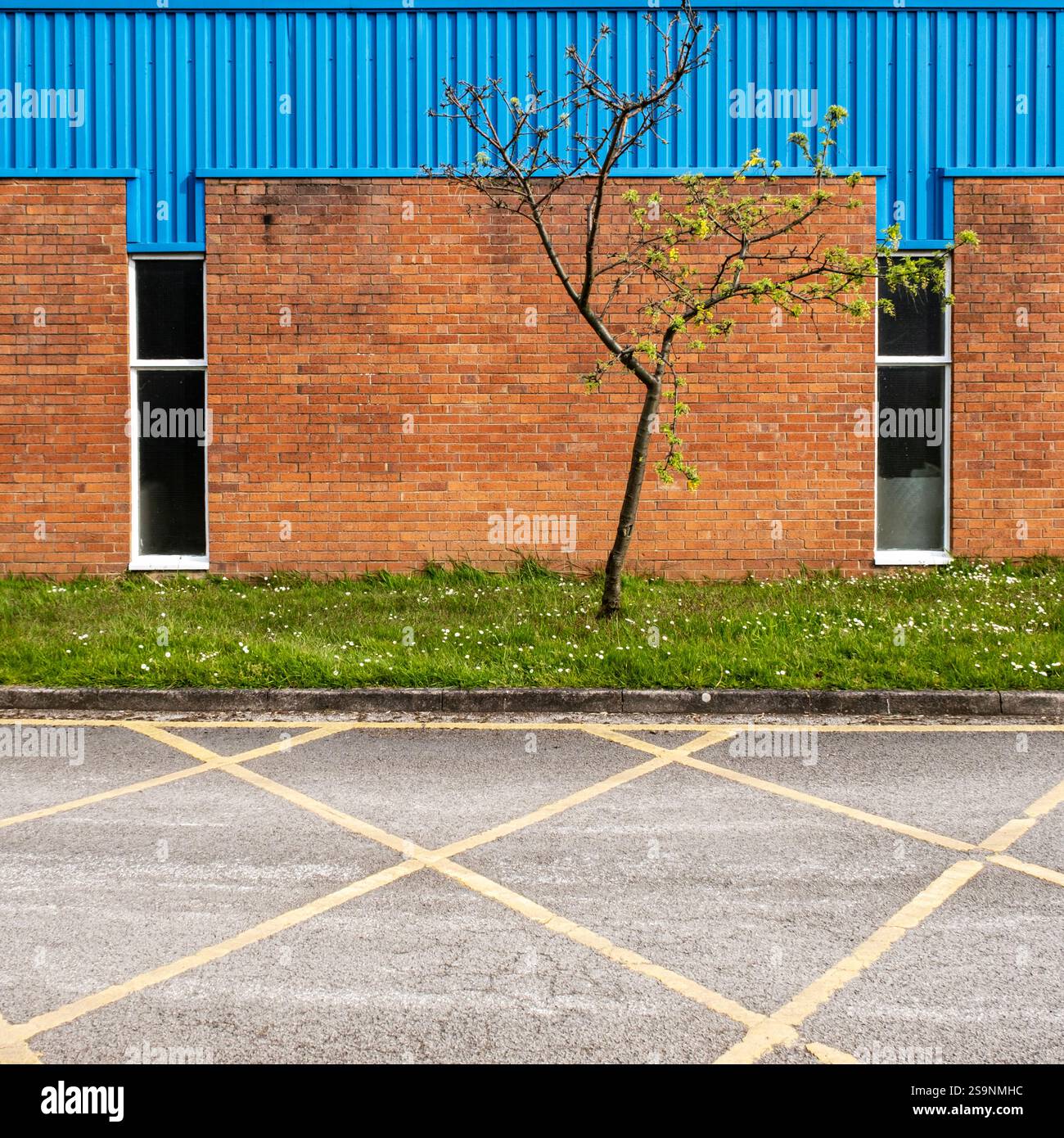 Leafless tree between two windows Stock Photo - Alamy