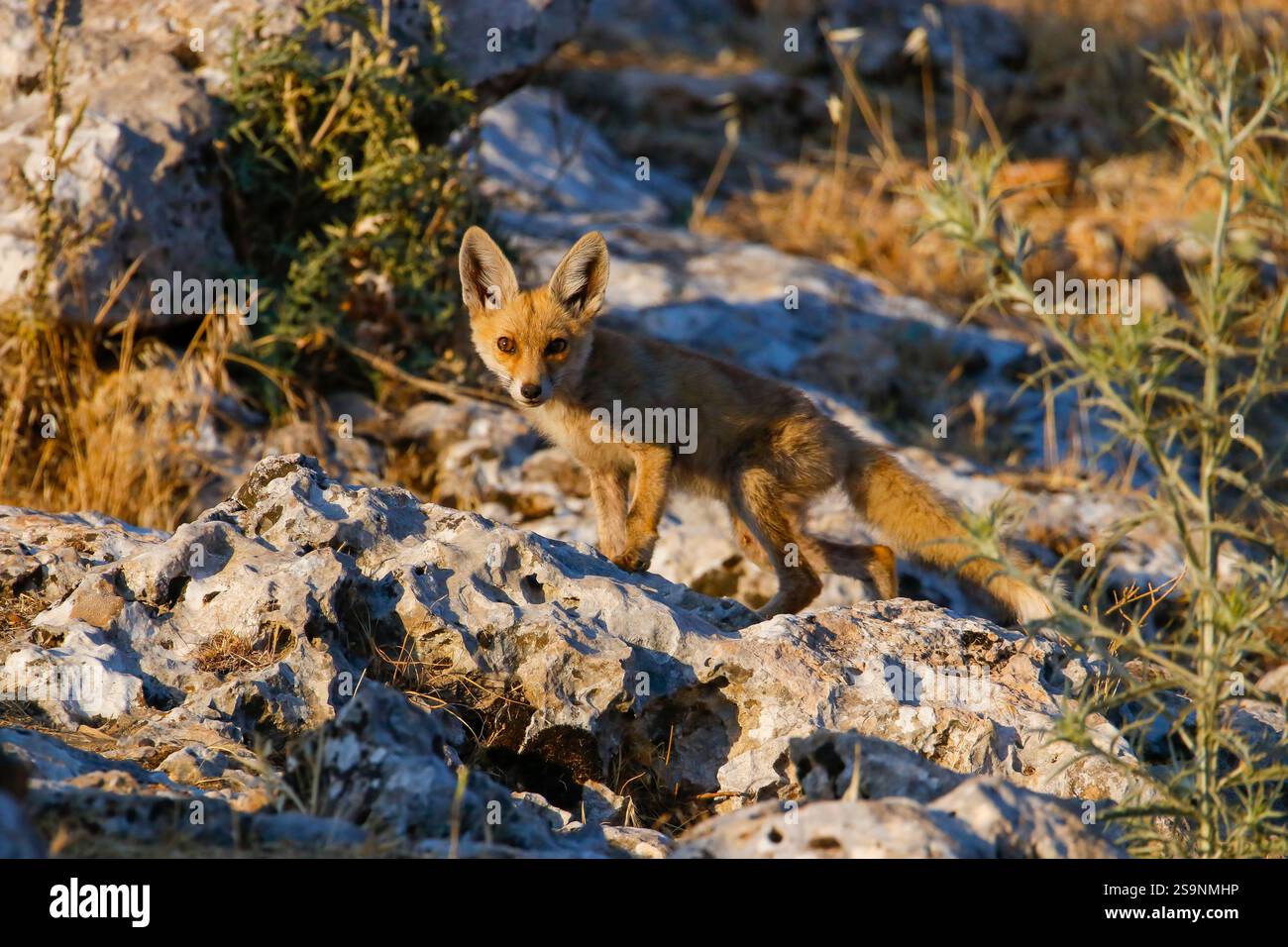Red Foxes (Vulpes vulpes) are a wild species that live in all ...
