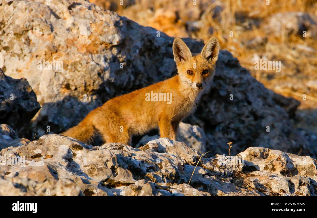 Red Foxes (Vulpes vulpes) are a wild species that live in all ...