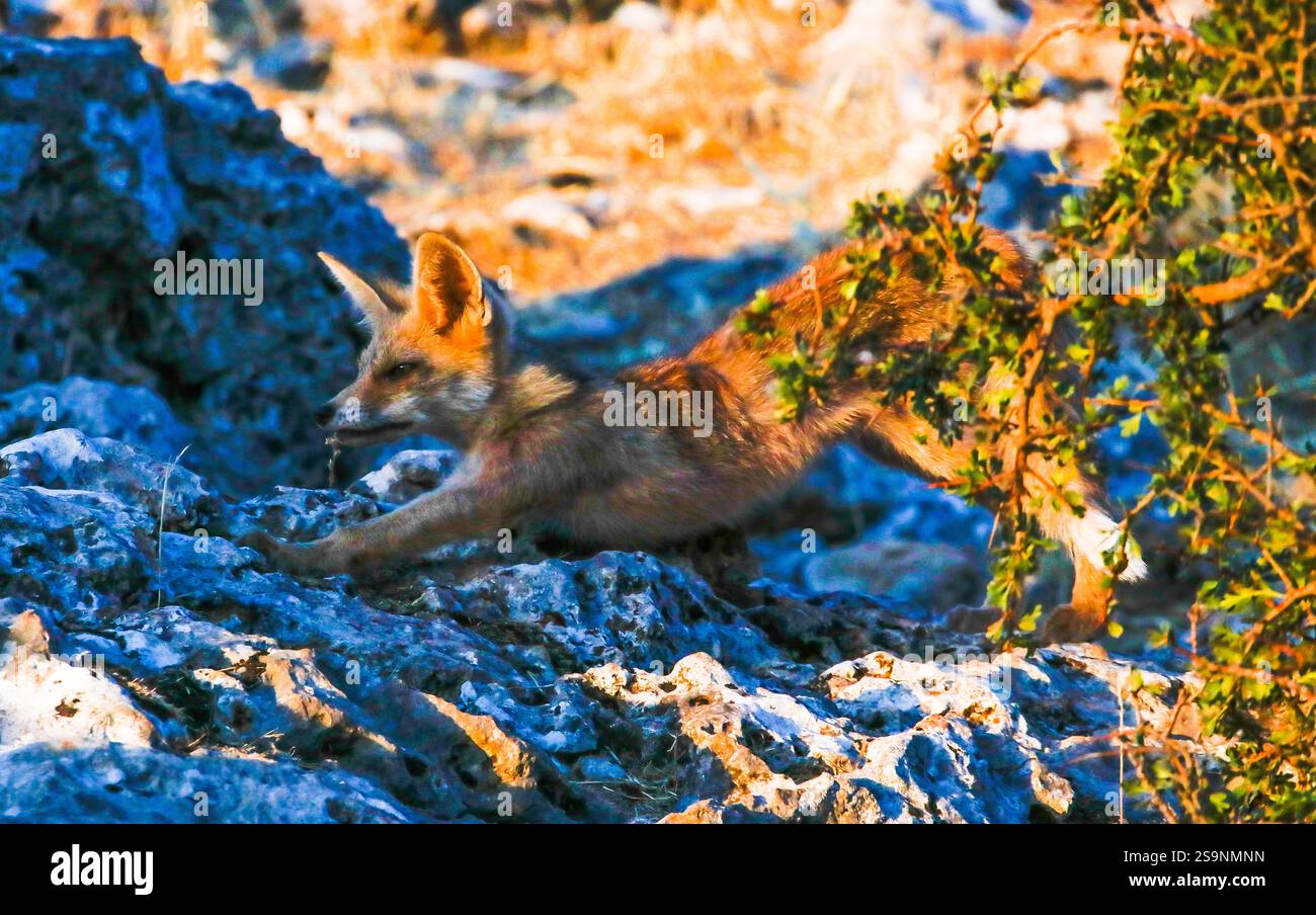 Red Foxes (Vulpes vulpes) are a wild species that live in all ...