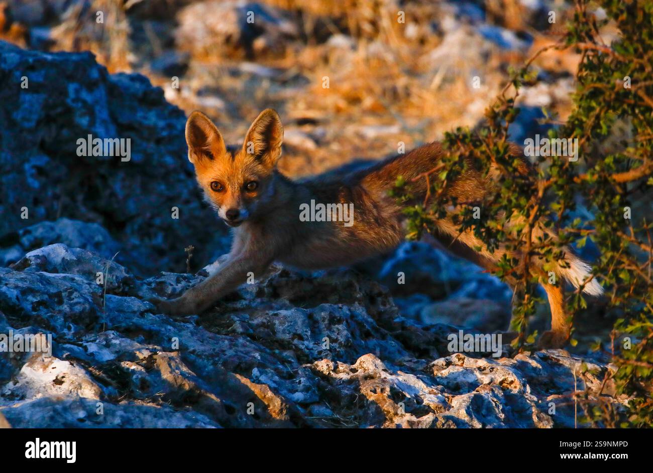 Red Foxes (Vulpes vulpes) are a wild species that live in all ...