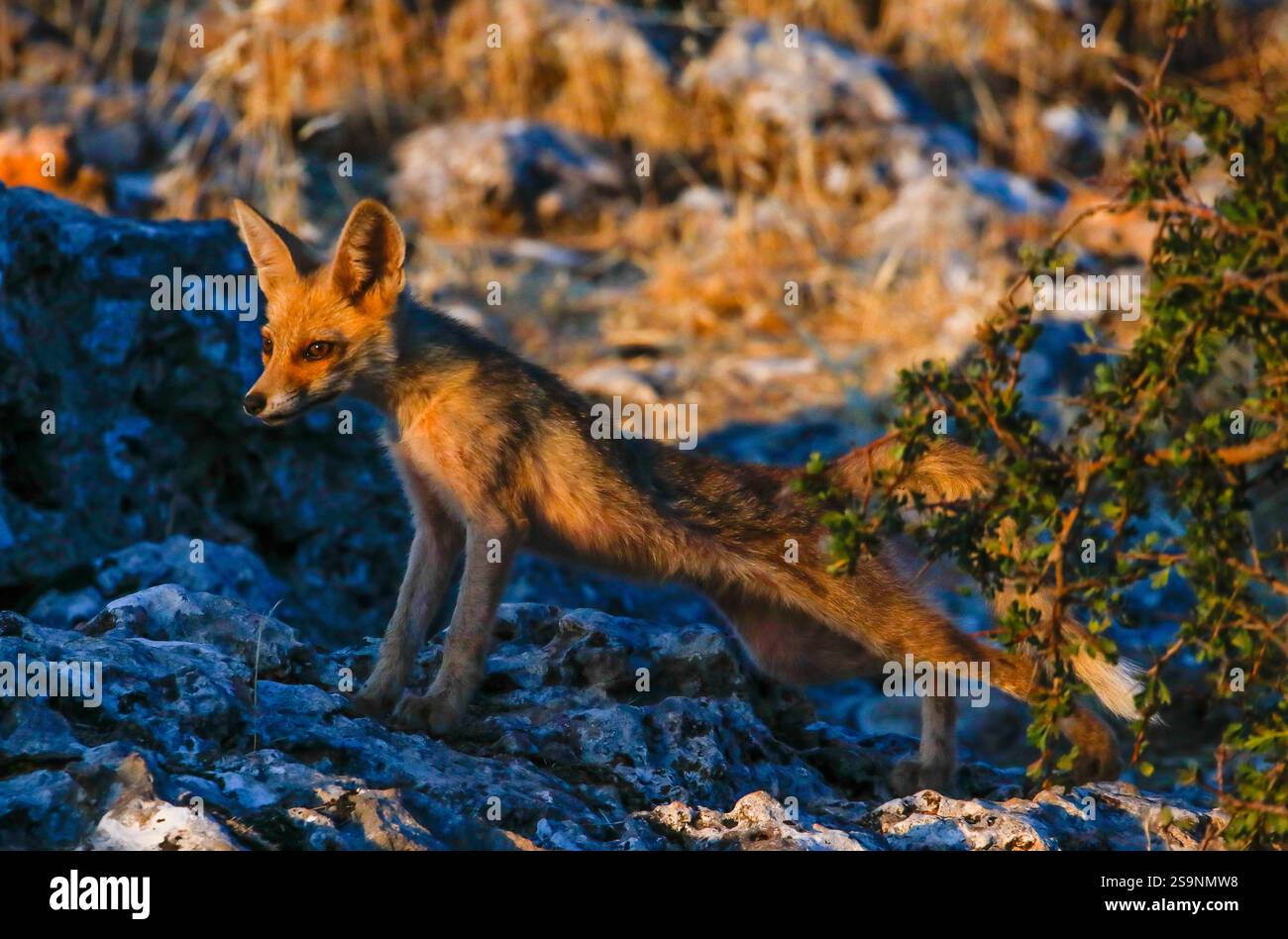 Red Foxes (Vulpes vulpes) are a wild species that live in all ...