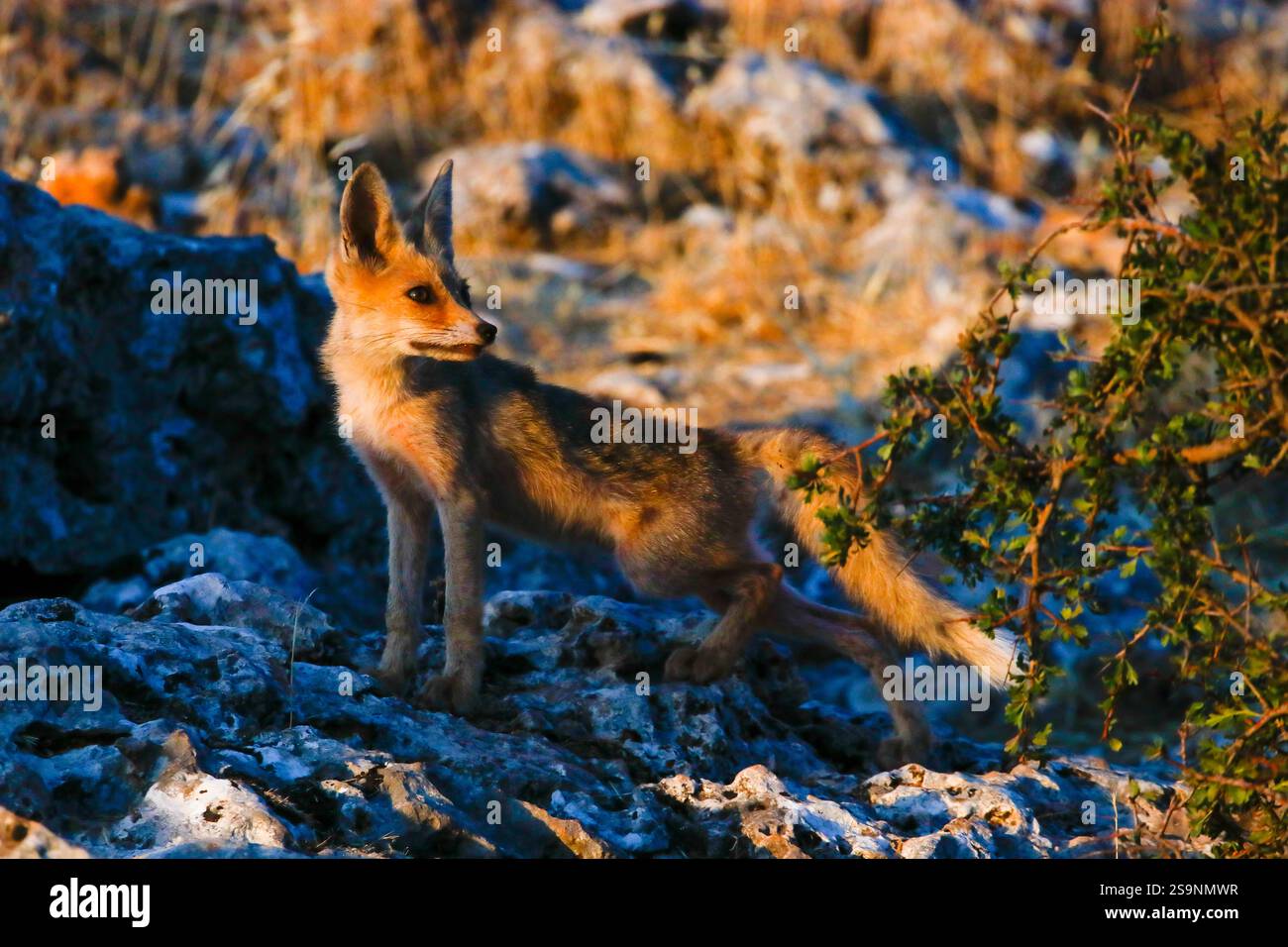 Red Foxes (Vulpes vulpes) are a wild species that live in all ...