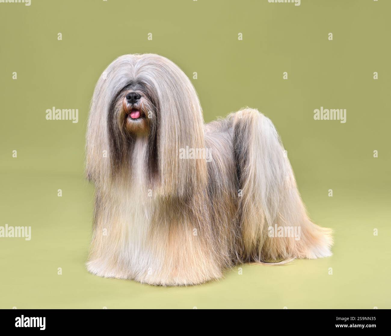 Front view of Lhasa Apso dog standing on olive background Stock Photo ...