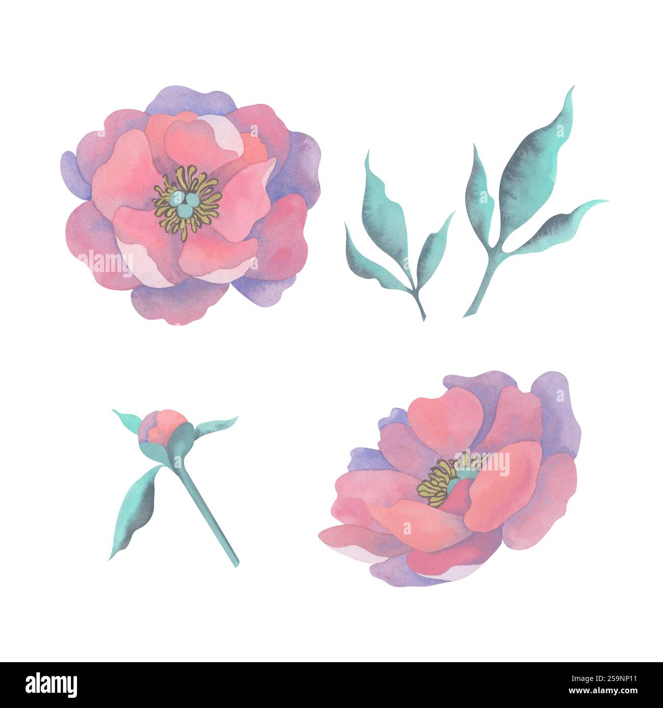 Hand-painted watercolor set featuring peony flowers, buds and lush ...